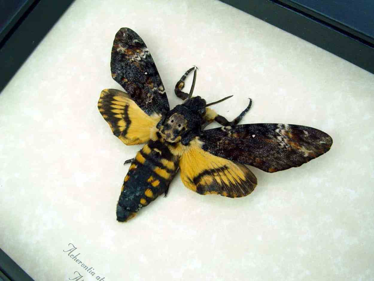 Death's Head Moths - Real Framed Hawk Moth Displays Butterfly-Designs