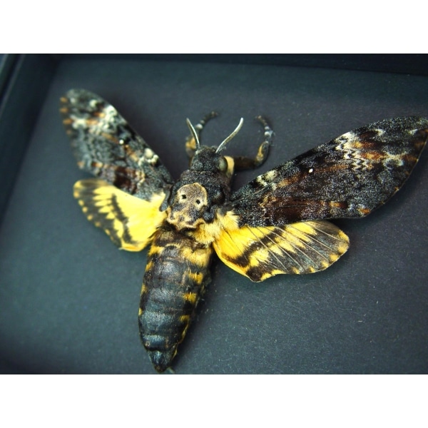 Death Head Moth - Acherontia atropos male - Real Framed
