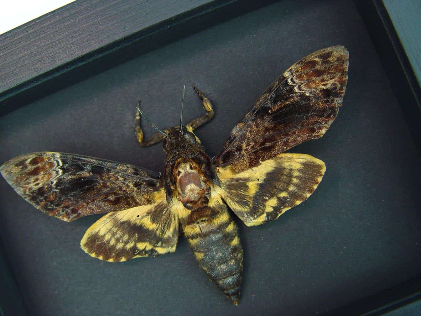 real Death Head Moth - Acherontia alachesis male