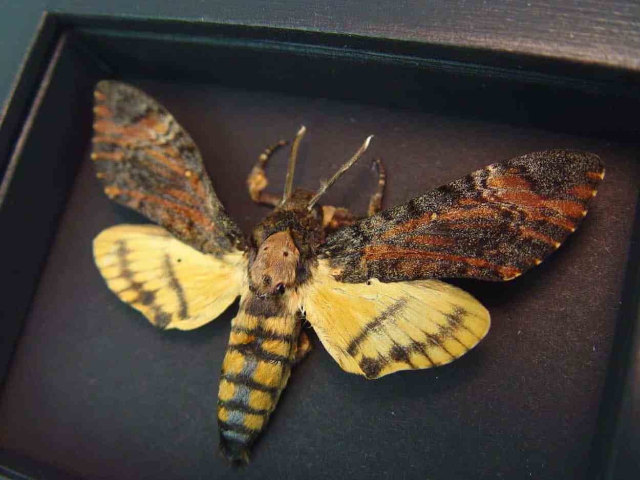 Hawk Moths Sphinx Moths - Death's Head Moth - Framed Insect Displays