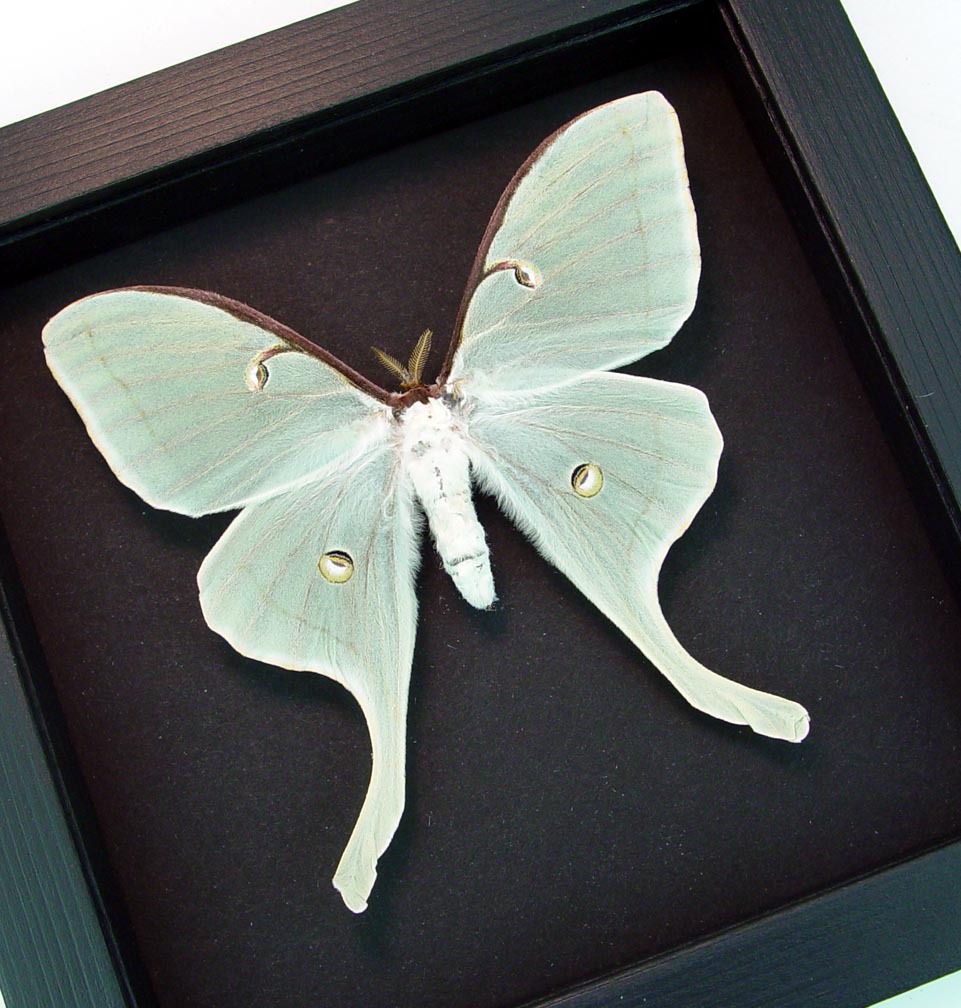 Framed Luna Moth - Actias luna female - Moonlight Display ooak