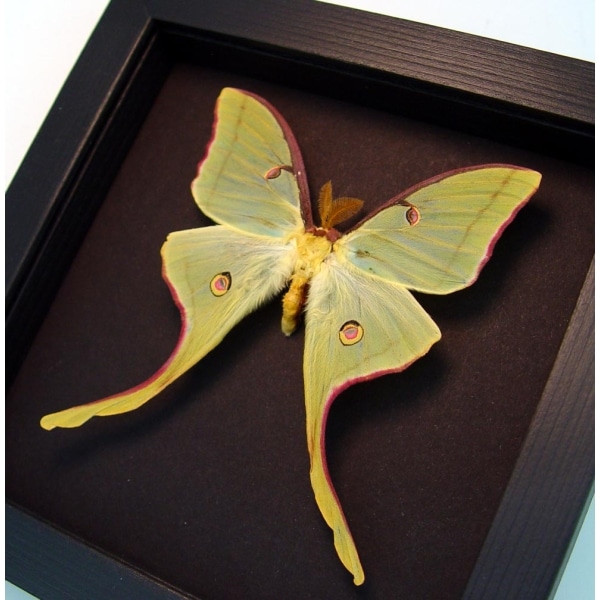 Moths in Moonlight Displays - Moonlight Displays Black Shadowbox