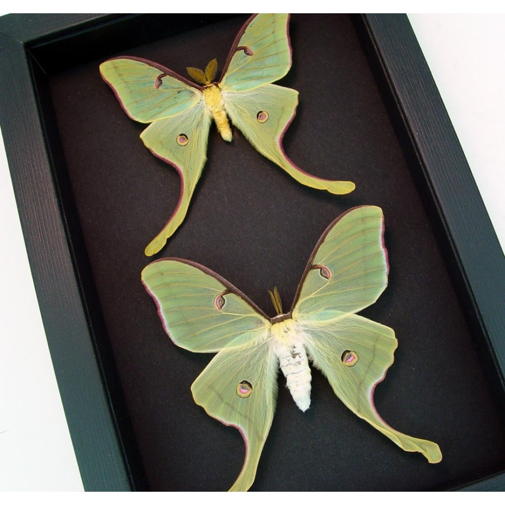 Framed Luna Moths - Actias luna rubromarginata Pair- luna moths