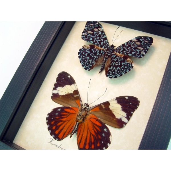 Hamadryas amphinome pair - Red Cracker Butterflies- Butterfly Artwork