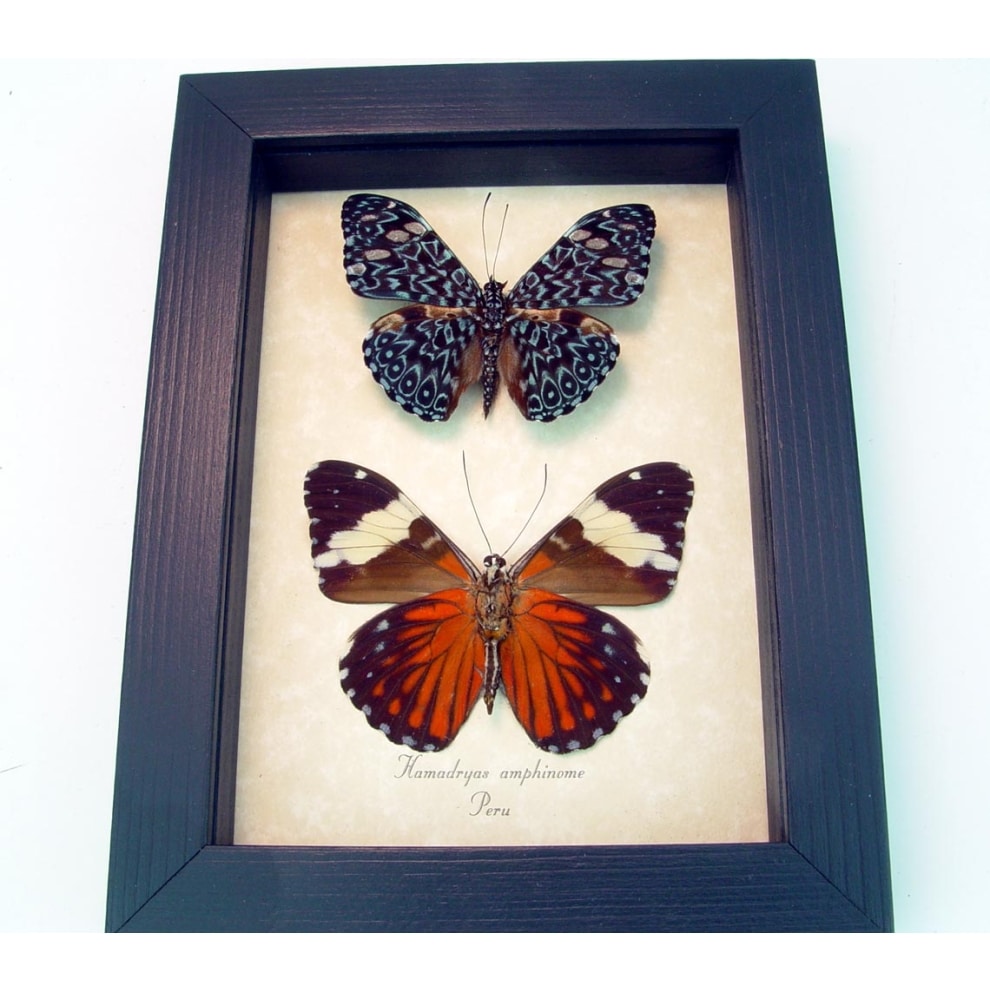 Hamadryas amphinome pair - Red Cracker Butterflies- Butterfly Artwork