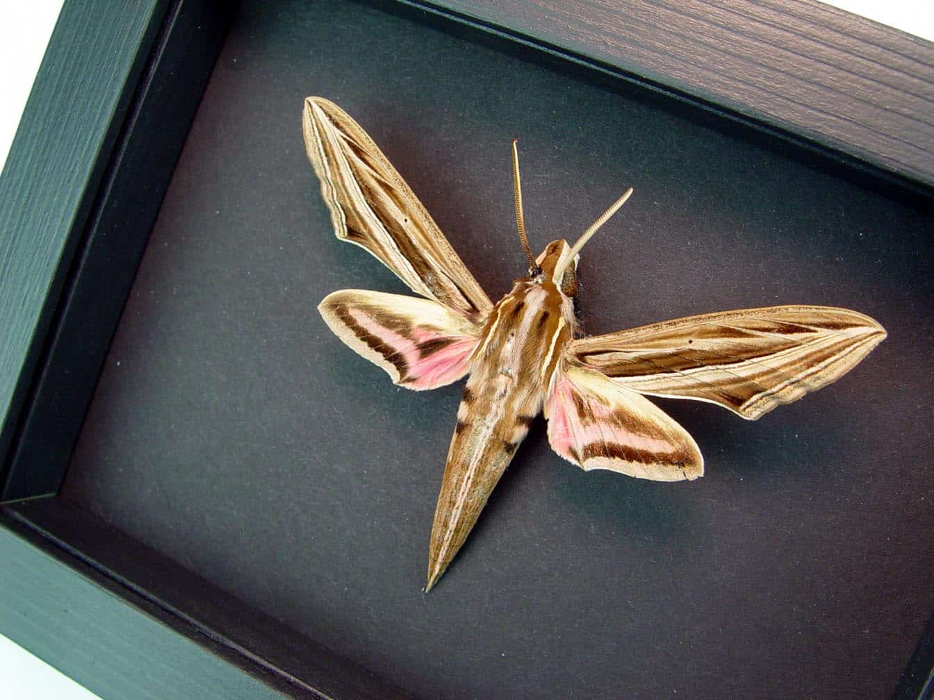 Hippotion osiris - Pink African Moth - Moonlight Display ooak