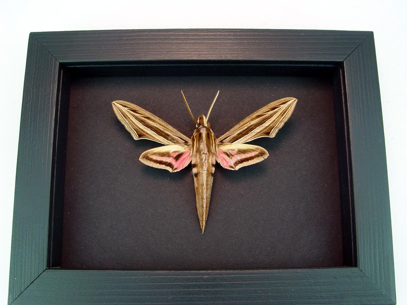 Hippotion osiris Pink African Moth - Moonlight Display Framed