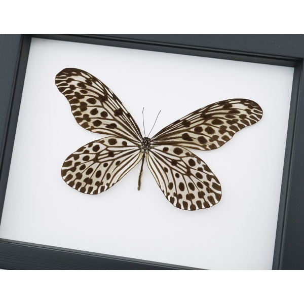 Idea lynceus Spotted Rice Paper Butterfly - Framed Taxidermy