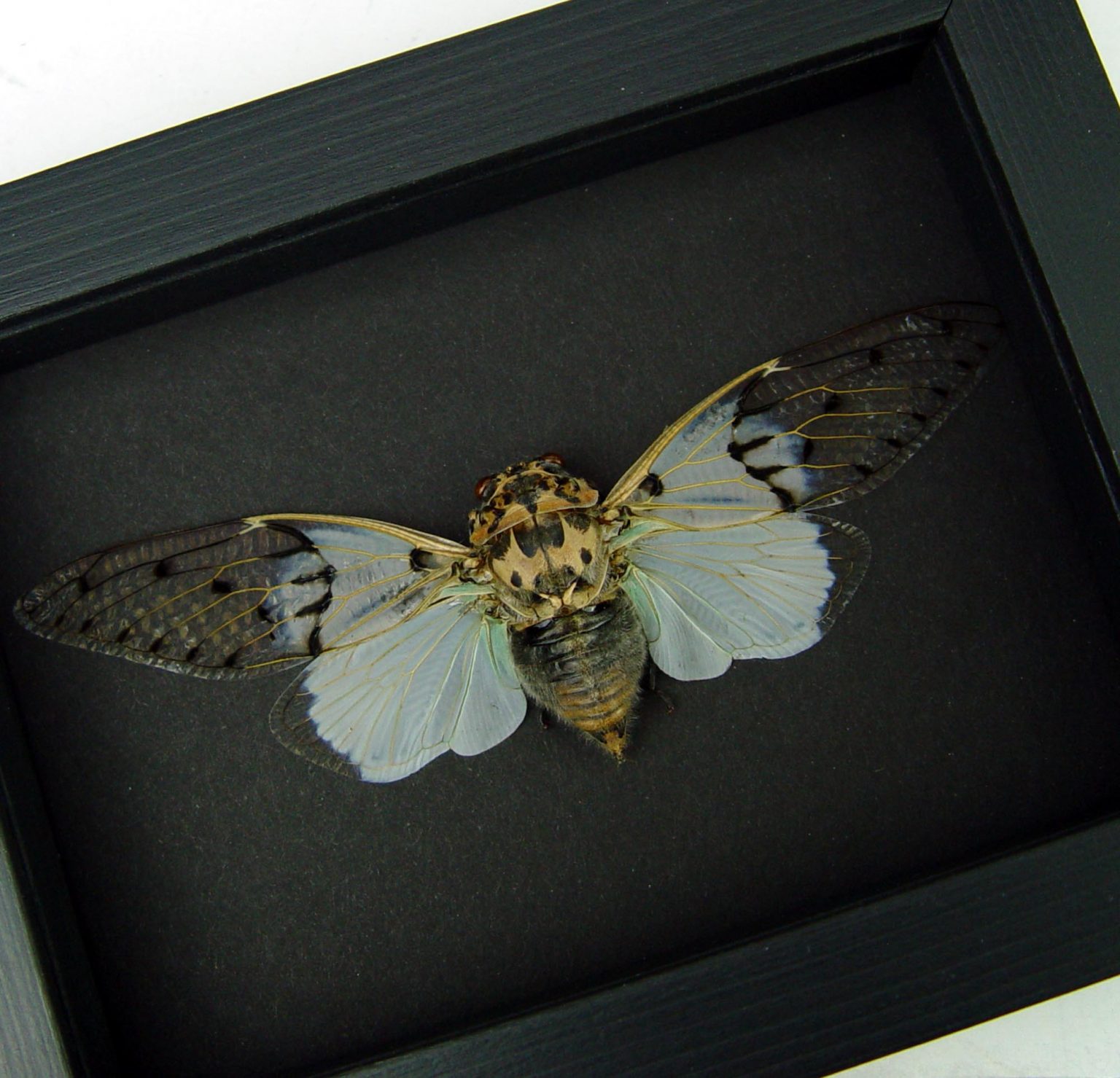 Milky White Ghost Cicada Ayuthia spectabilis - Framed Taxidermy