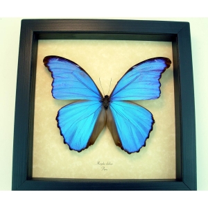 Morpho didius Giant Blue Morpho Butterfly - Framed Taxidermy