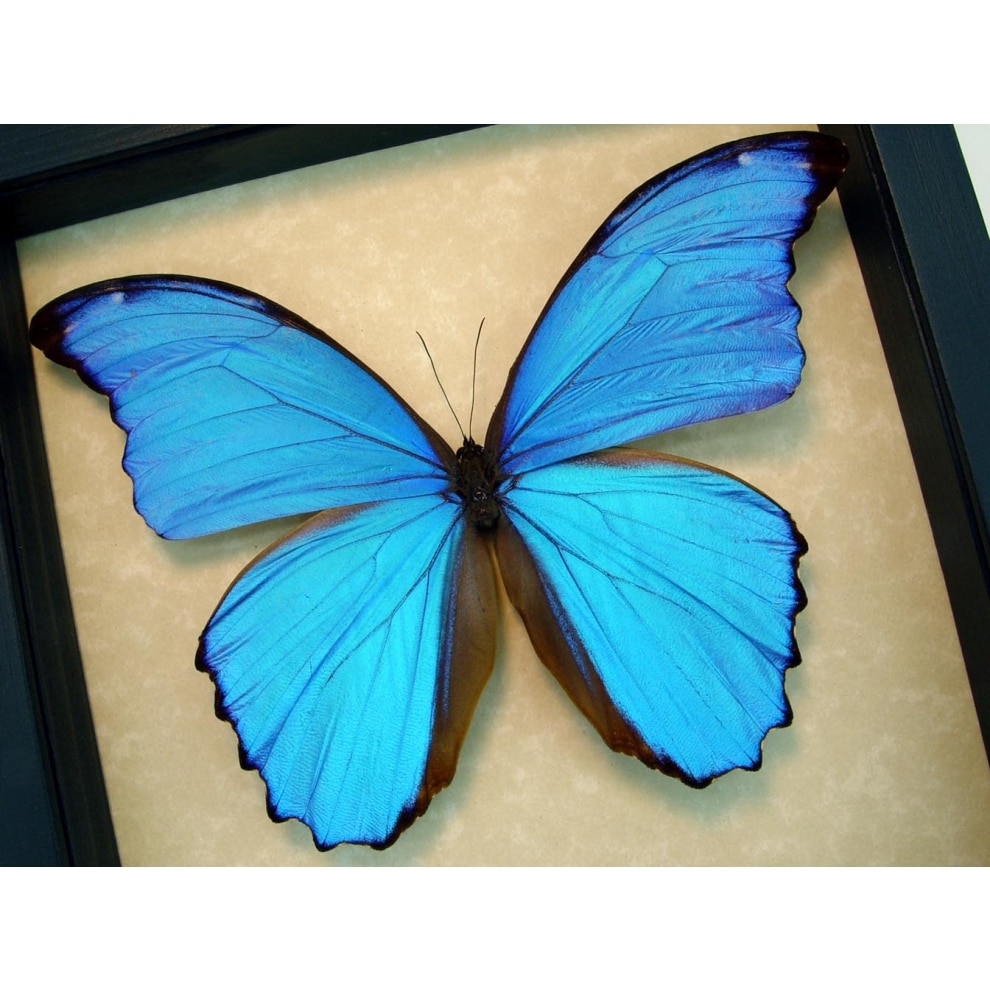 Morpho didius Giant Blue Morpho Butterfly - Framed Taxidermy