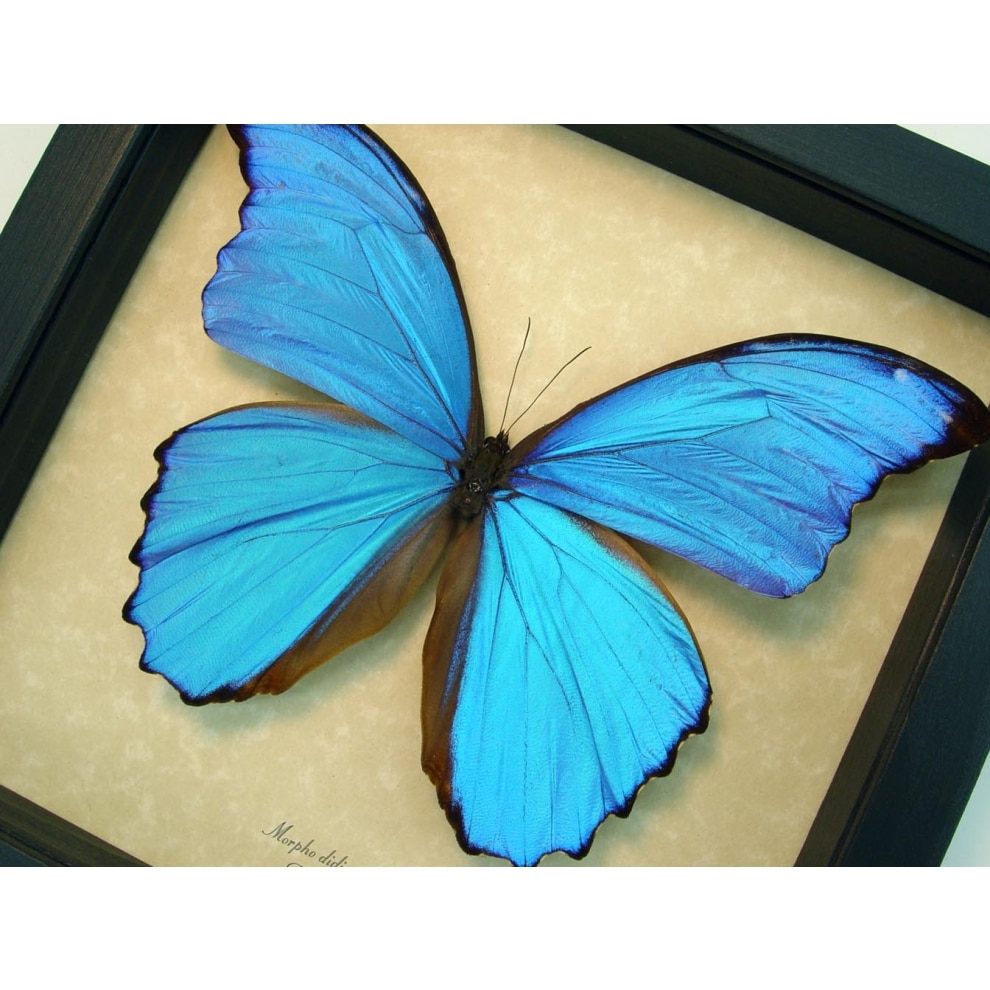 Morpho didius Giant Blue Morpho Butterfly - Framed Taxidermy