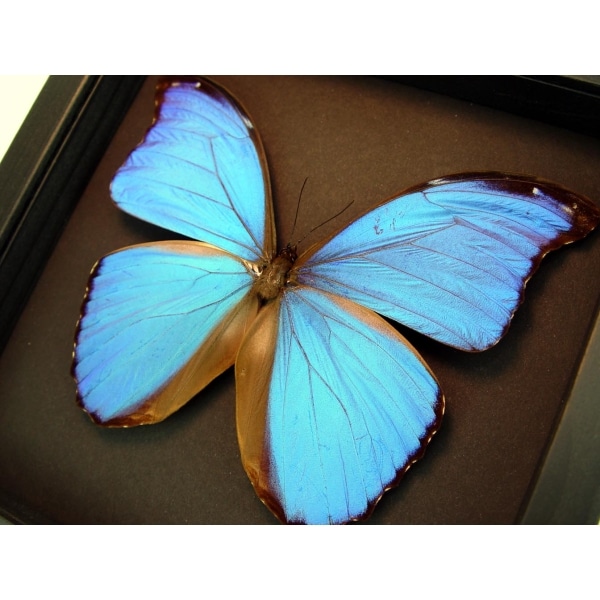 Morpho Butterflies Real framed Blue Morpho butterflies