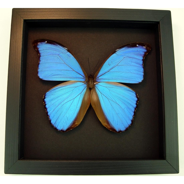Morpho Butterflies Real framed Blue Morpho butterflies
