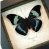 Panacea prola Prola Beauty Butterfly - Framed Taxidermy Display