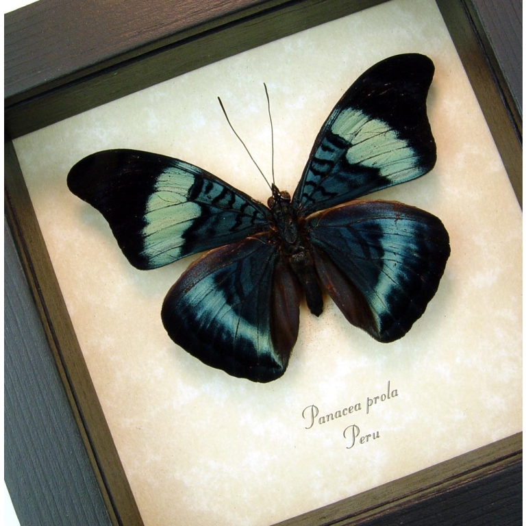 Panacea prola Prola Beauty Butterfly - Framed Taxidermy Display