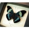Panacea prola Prola Beauty Butterfly - Framed Taxidermy Display