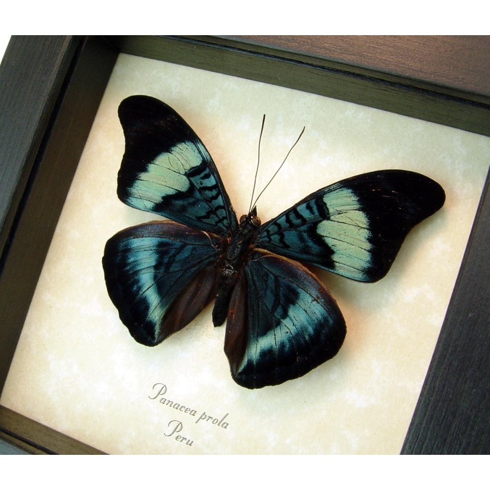 Panacea prola Prola Beauty Butterfly - Framed Taxidermy Display