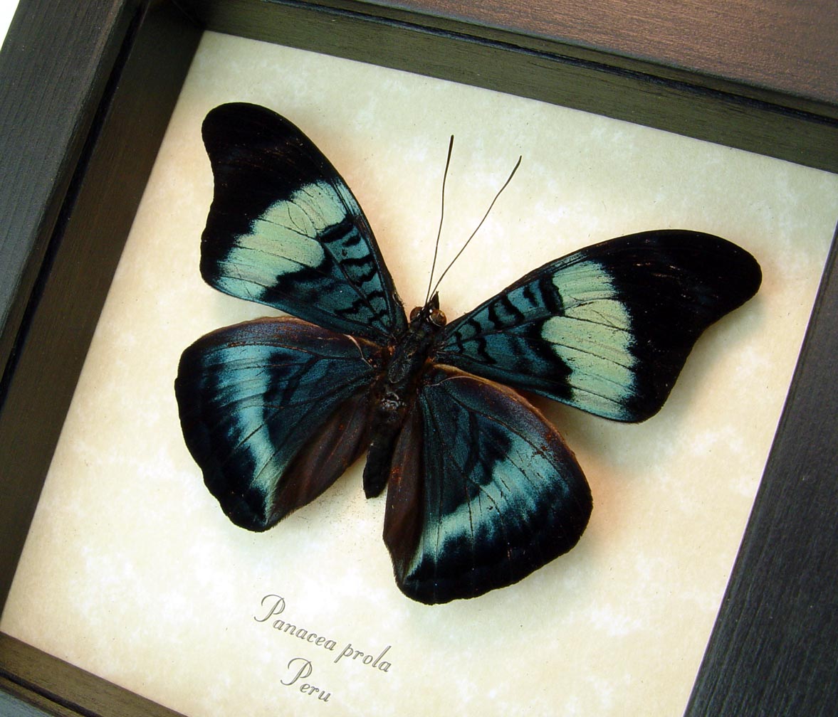 Panacea prola Prola Beauty Butterfly - Framed Taxidermy Display