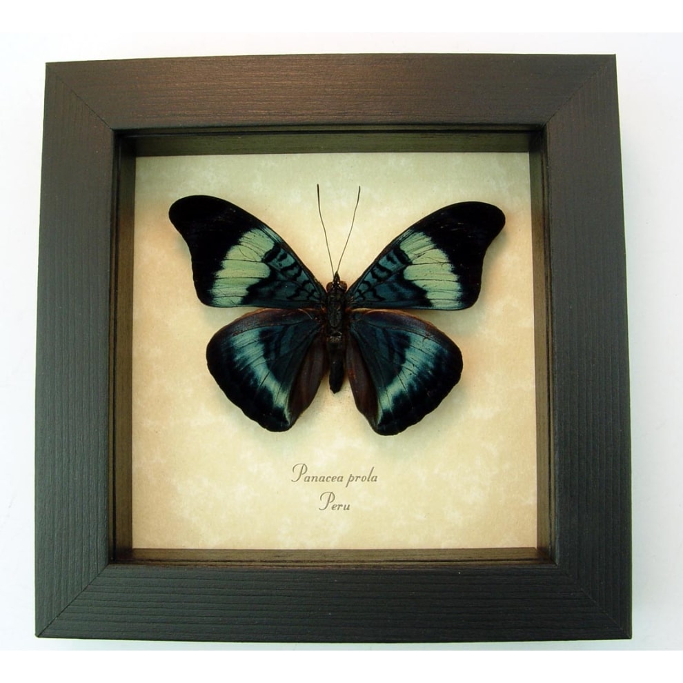 Panacea prola Prola Beauty Butterfly - Framed Taxidermy Display