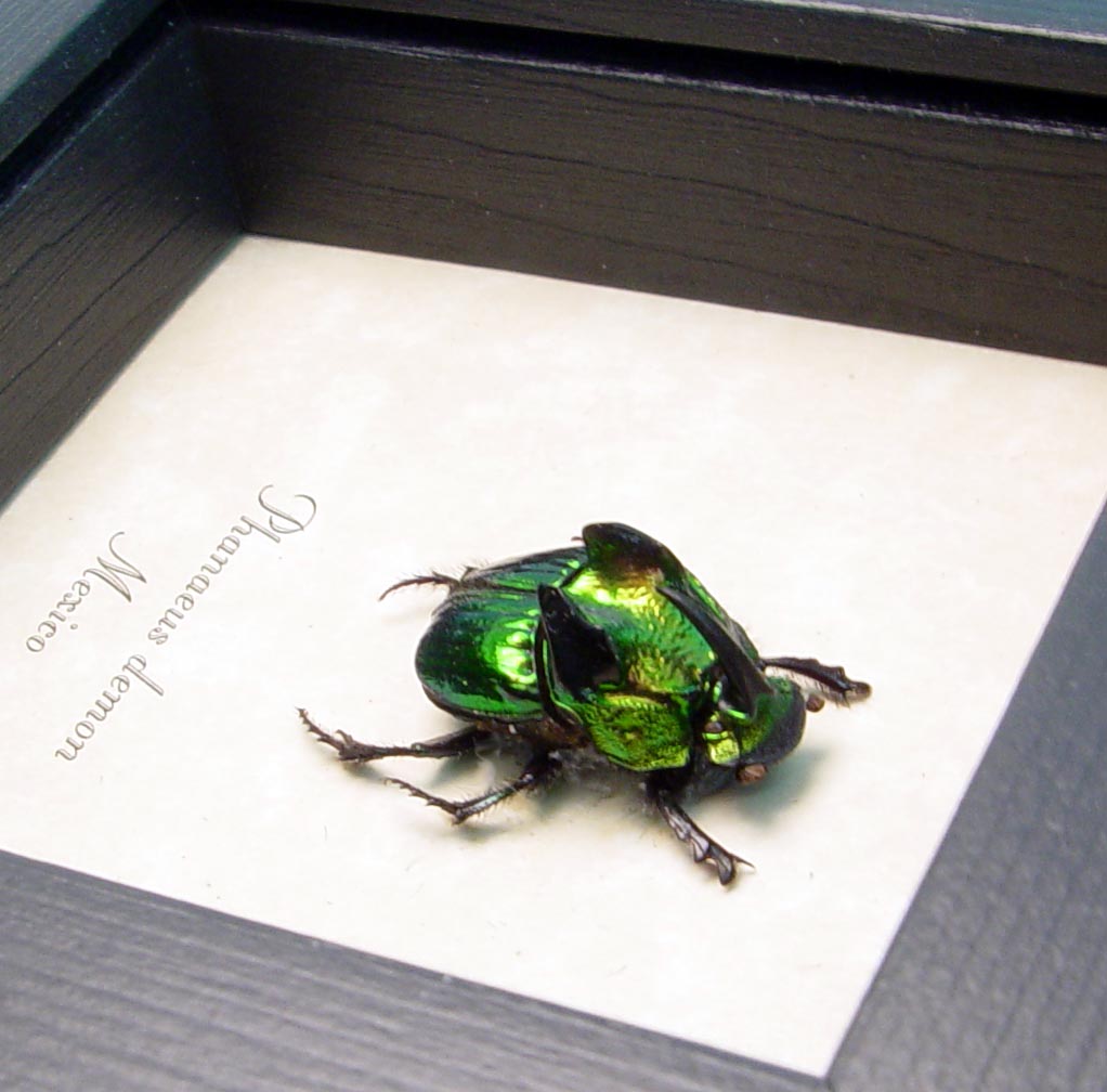 Phanaeus demon red- Red Devil Scarab - Demon Scarab Beetle