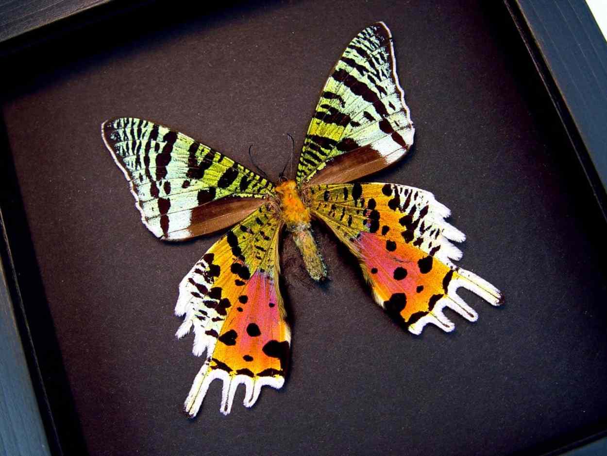 Sunset Moth female verso- Madagascar Moth - Real Framed Moth