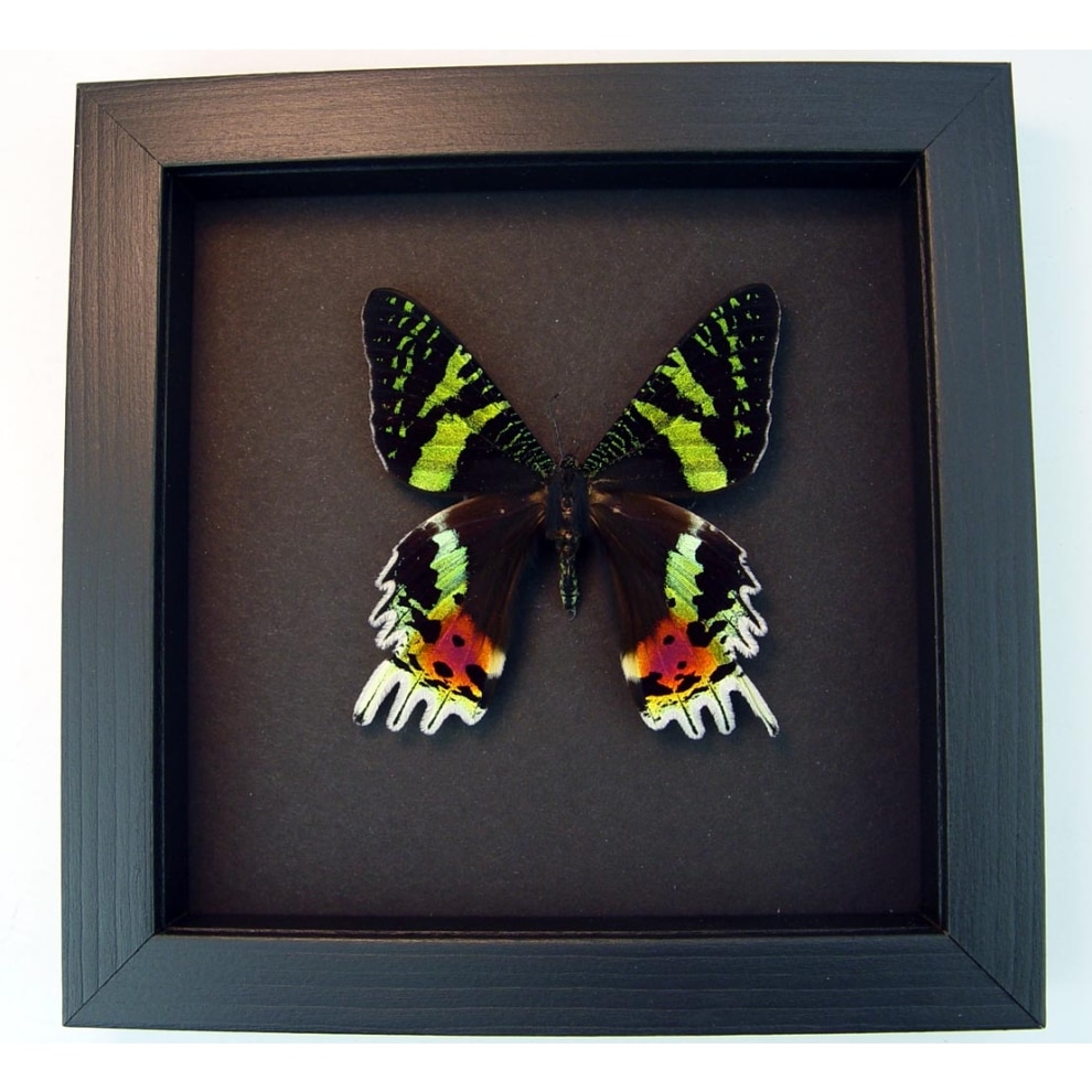 Sunset Moth Urania Rhipheus Framed - Rainbow Madagascar