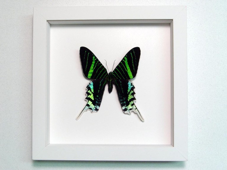 Urania Leilus - Green Banded Urania Moth - real framed moth