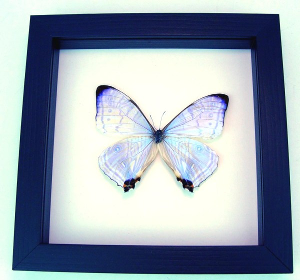 Morpho sulkowski - Mother Of Pearl butterfly- classic black display