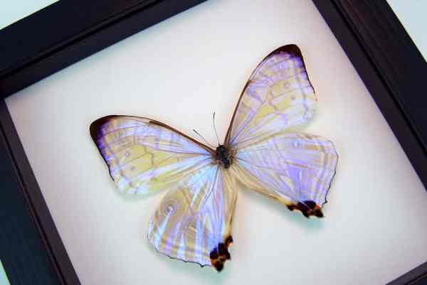 Morpho sulkowski - Mother Of Pearl butterfly- classic black display