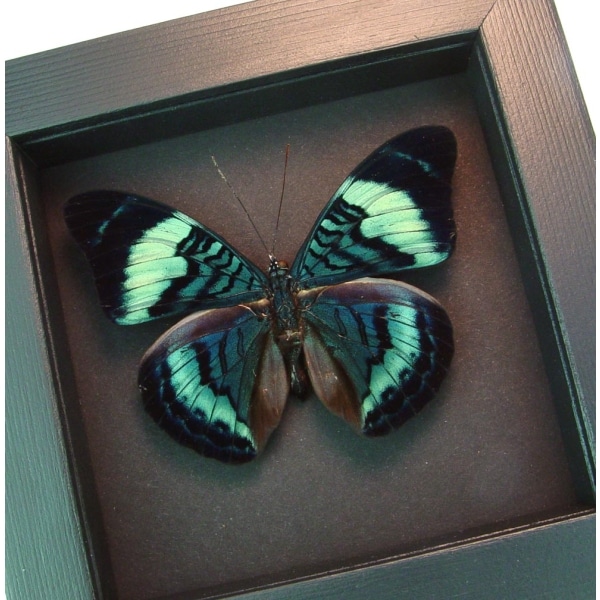 Queen Flasher Butterfly Panacea regina - Moonlight Display ooak