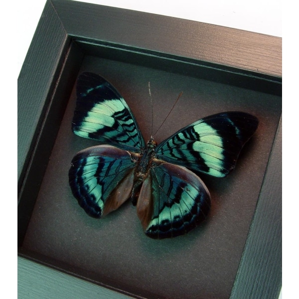 Queen Flasher Butterfly Panacea regina - Moonlight Display ooak