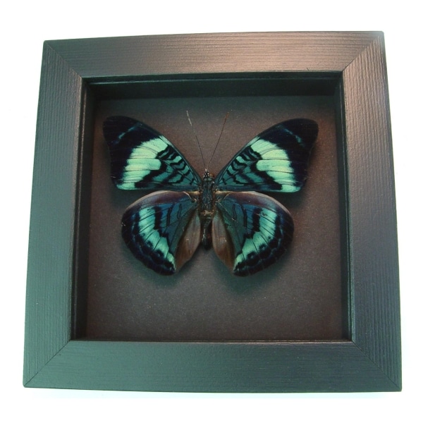 Queen Flasher Butterfly Panacea regina - Moonlight Display ooak