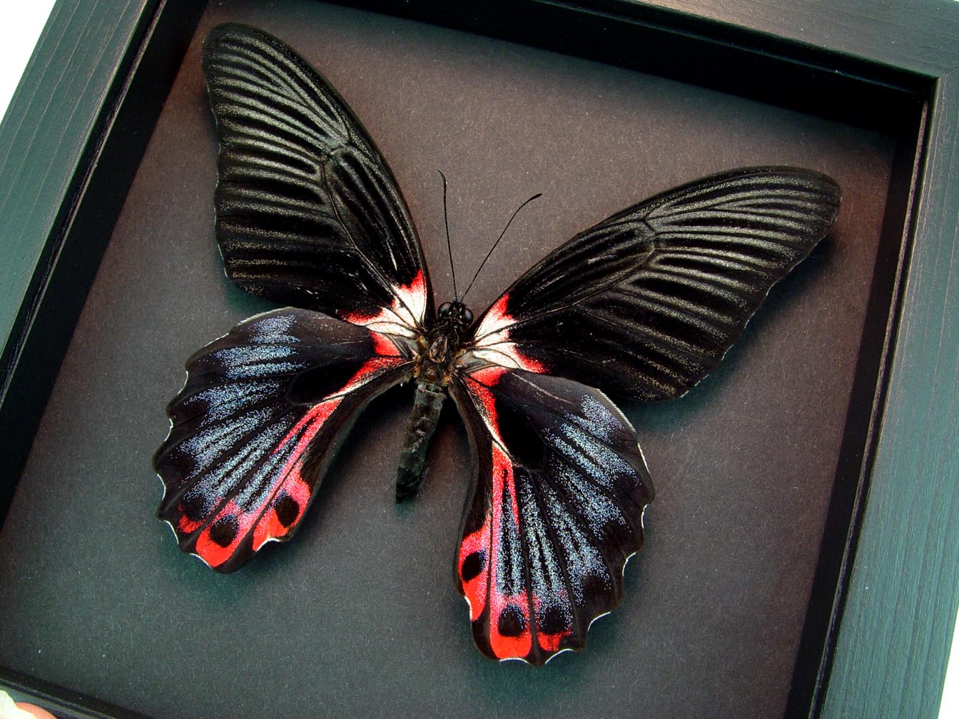 Papilio rumanzovia female - Scarlet Mormon Butterfly