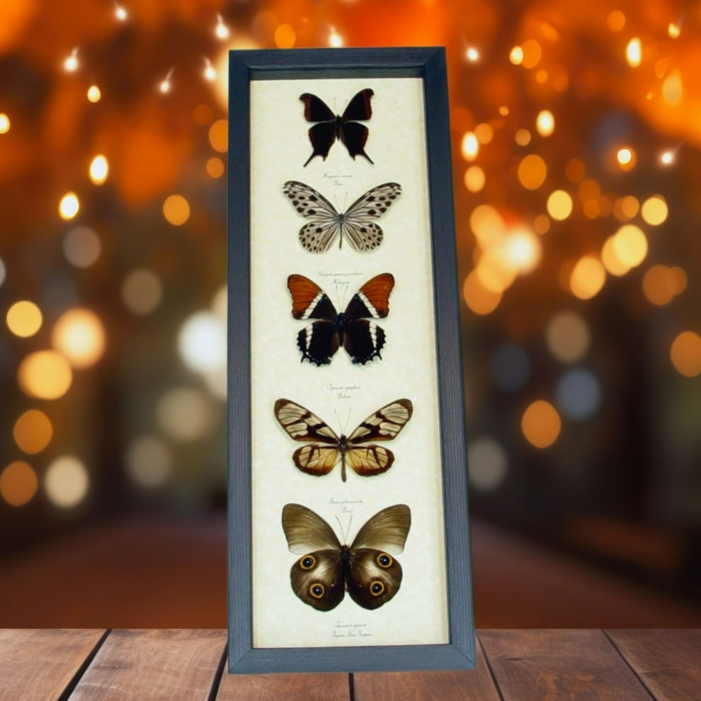 Brown Leather Butterfly Collection - Real Framed Butterflies