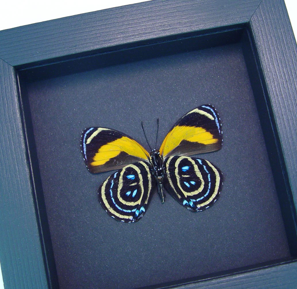 Callicore pastazza verso - Framed orange Butterfly