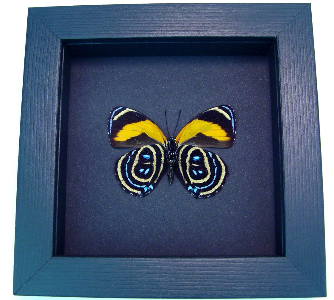 Callicore pastazza verso - Framed orange Butterfly