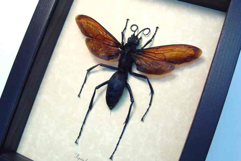 Framed Taxidermy Pepsis heros female - Giant Tarantula Hawk