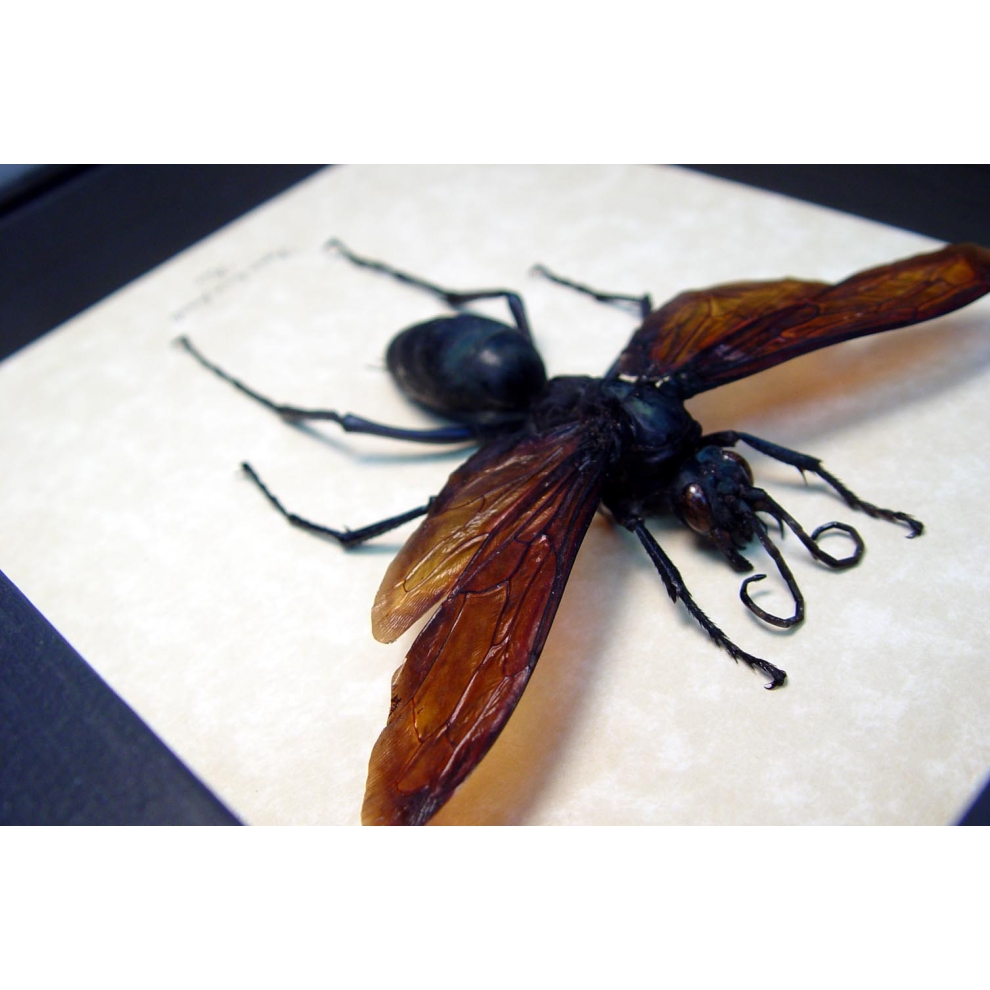 Giant Tarantula Hawk Wasp - Pepsis heros female 4 inch Framed
