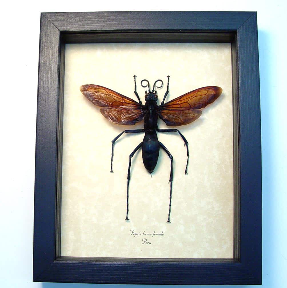 Framed Taxidermy Pepsis heros female - Giant Tarantula Hawk