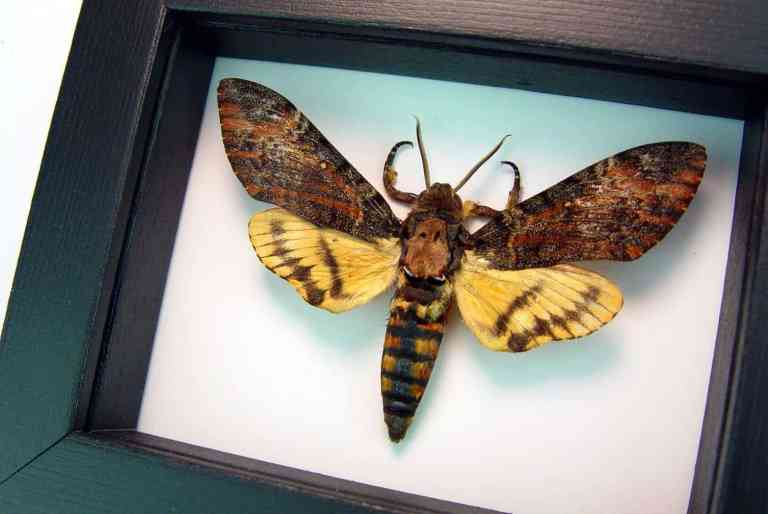 New Additions Recently Added Items - Butterfly Designs USA Since 1992