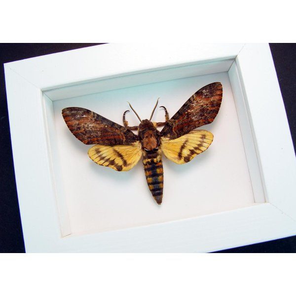 Vibrant White Displays Real framed butterflies