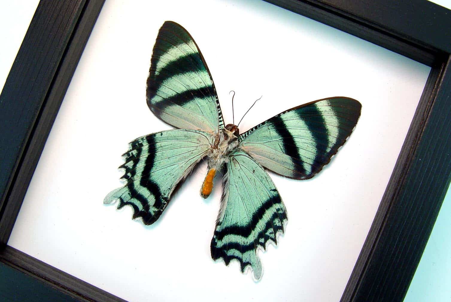 New Additions Recently Added Items - Butterfly Designs USA Since 1992