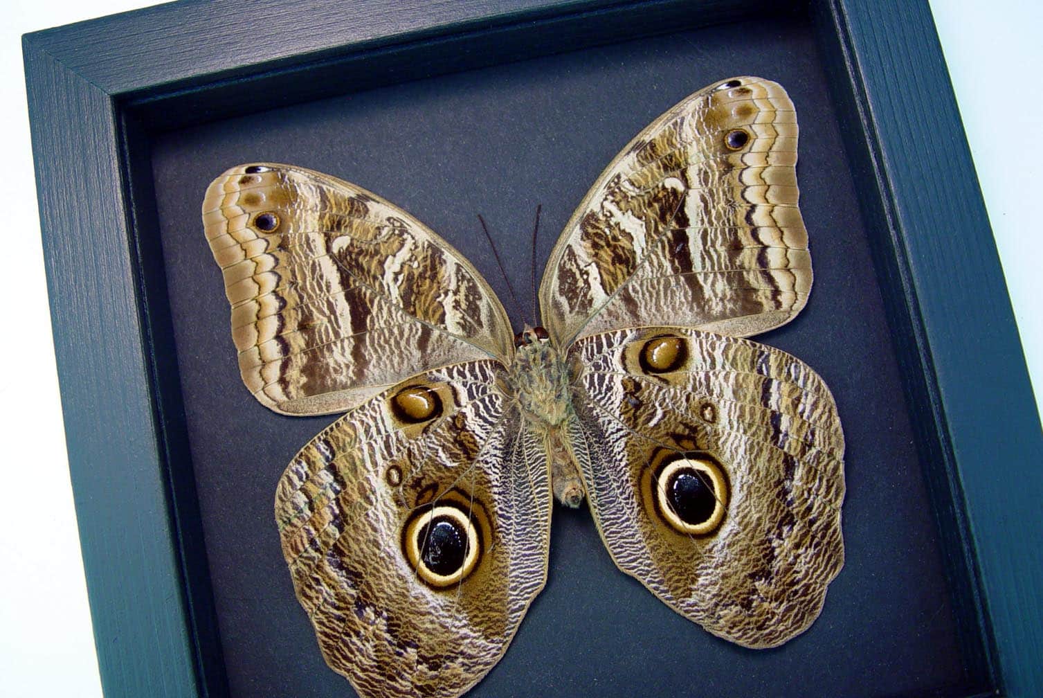 Caligo placidianus - Framed Preserved Owl Butterfly
