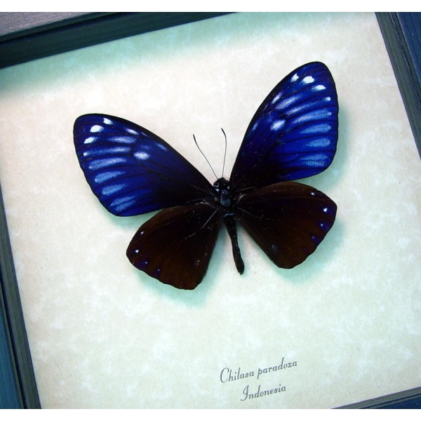Chilasa paradoxa - Purple Framed Butterfly - Great Blue Mime