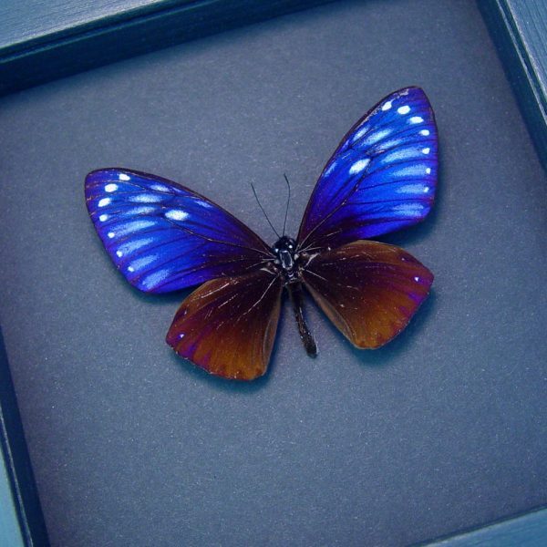 Indo Asian Butterflies Real framed butterflies