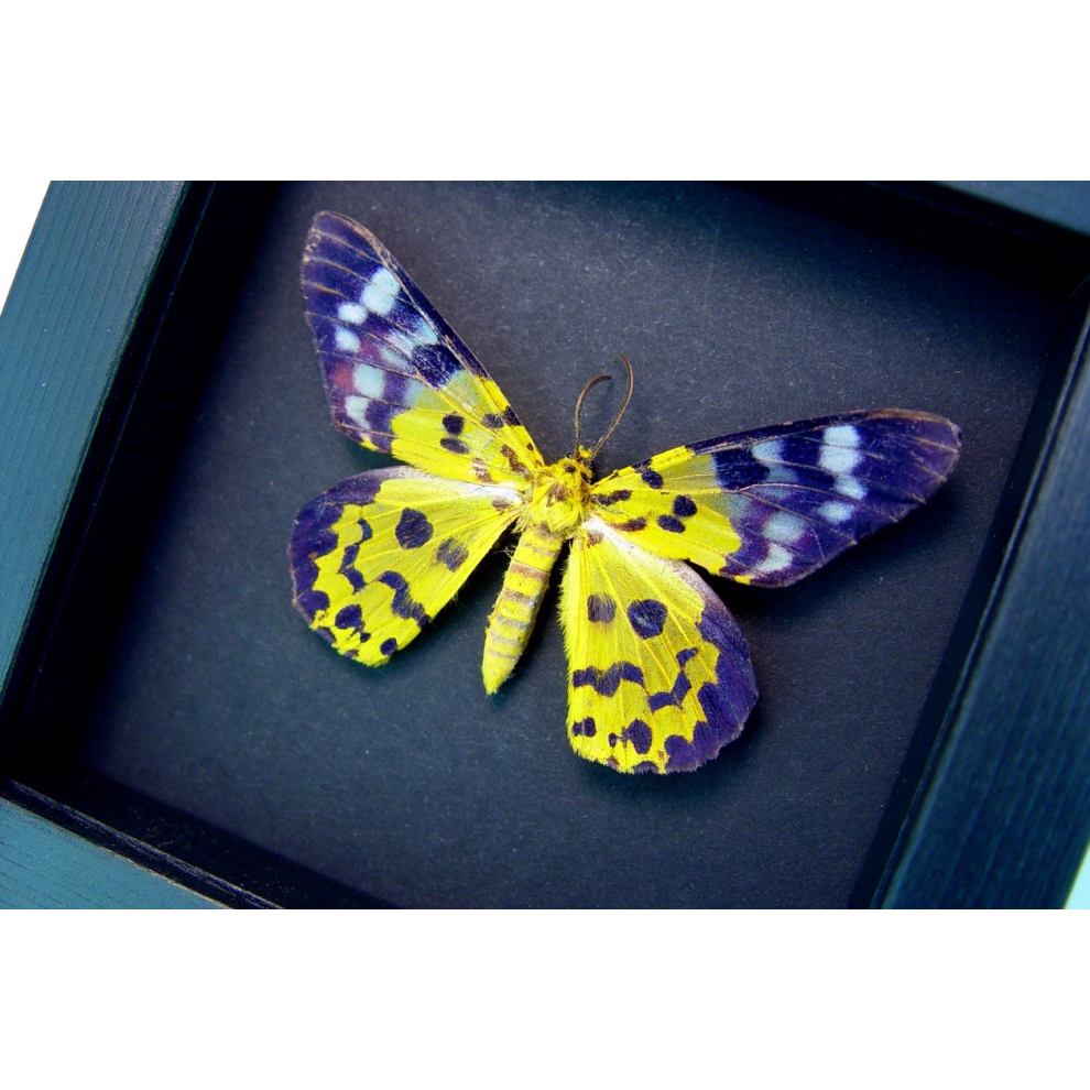 Dysphania militaris - False Tiger Moth - Moonlight Display
