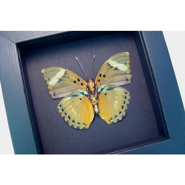 Euphaedra ceres ceres Forester Butterfly - Moonlight Display