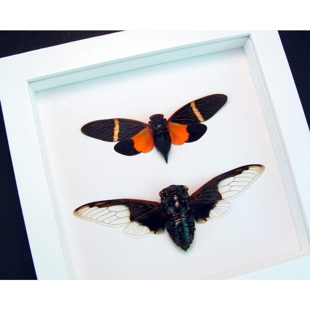 Halloween Cicada Collection Bat Winged Cicadas