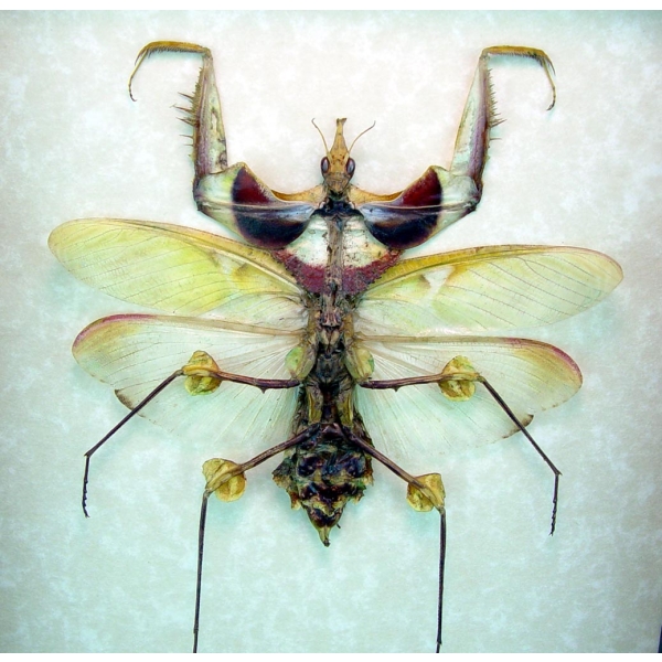 Idolomantis diabolica Female - Devil Mantis - Giant Framed Praying Mantis